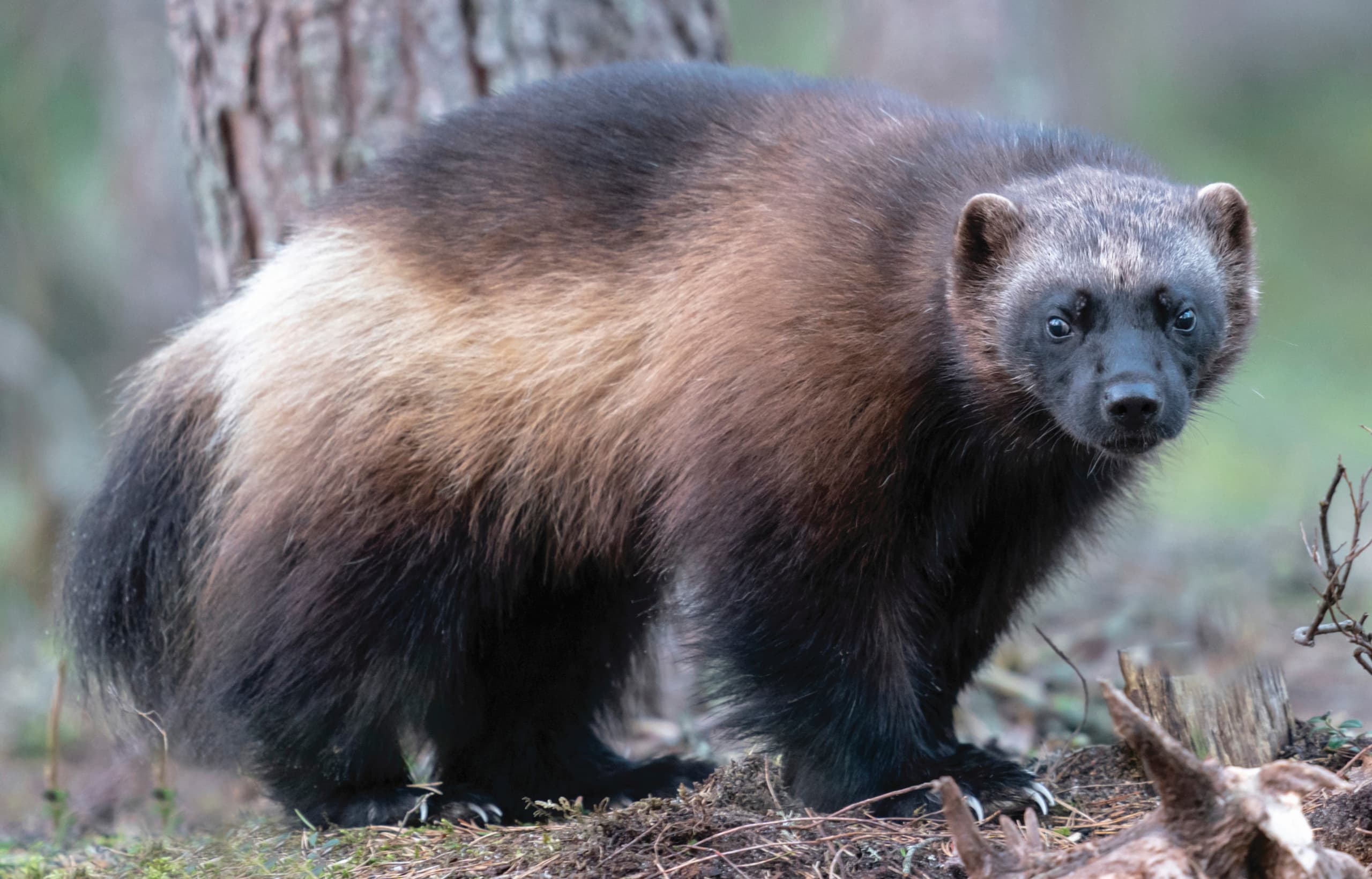 Petits gloutons – Nature sauvage